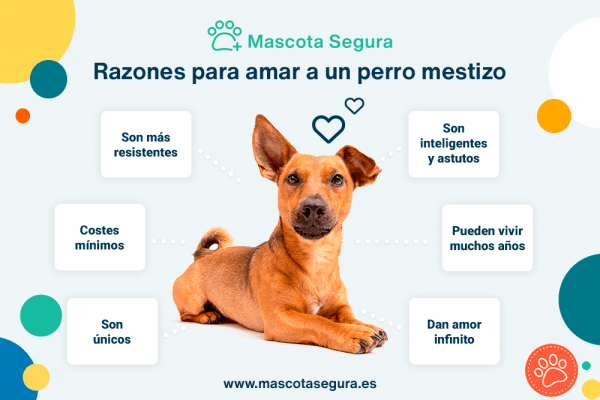 Razones para amar a un perro sin raza - Aon Seguro para Perros y Gatos