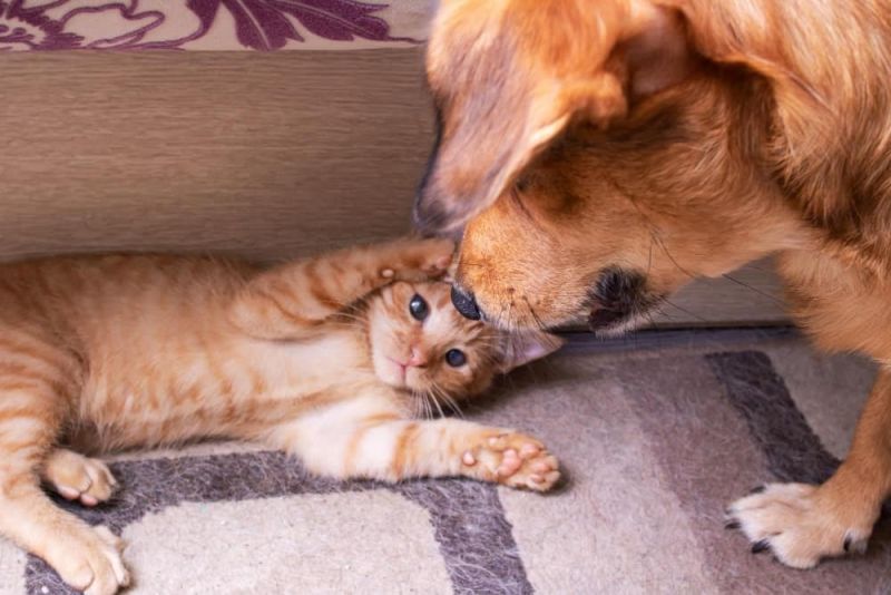 Las mascotas son un miembro más de la familia - Aon Seguro para Perros ...