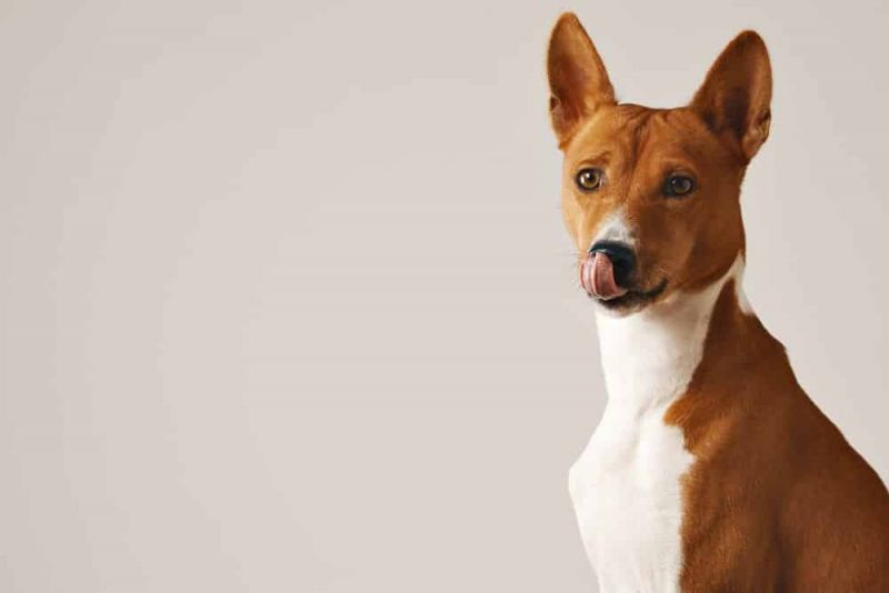 Motivos por la que tu perro se lame el hocico