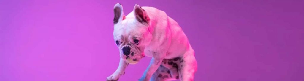 Consejos para interpretar el comportamiento canino - Aon Seguro para ...