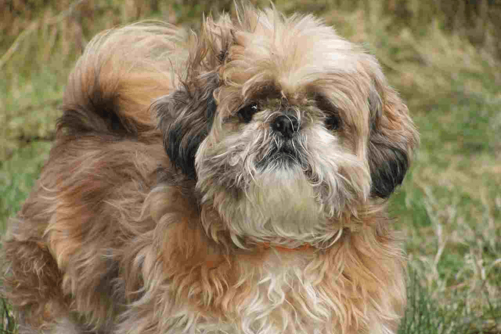 Todo sobre la raza de perro shih tzu Todo sobre la raza de perro shih tzu