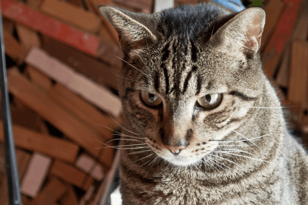 ¿Qué sabes sobre la raza de gato manx?