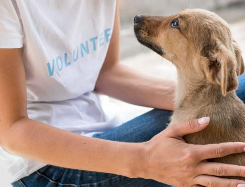 Psoriasis en perros: todo lo que debes saber