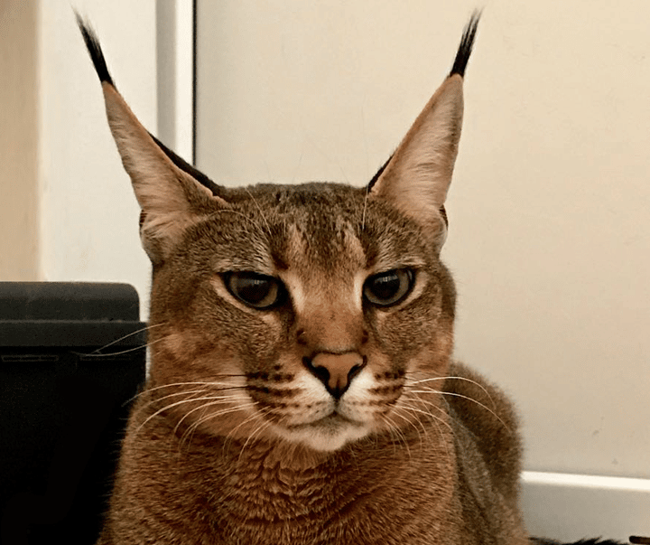 ¿Cuáles son los gatos más caros del mundo?