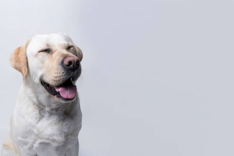 Señales de que mi perro está saludable y feliz