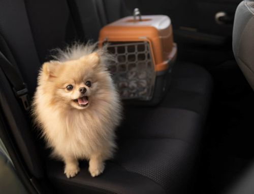 Psoriasis en perros: todo lo que debes saber