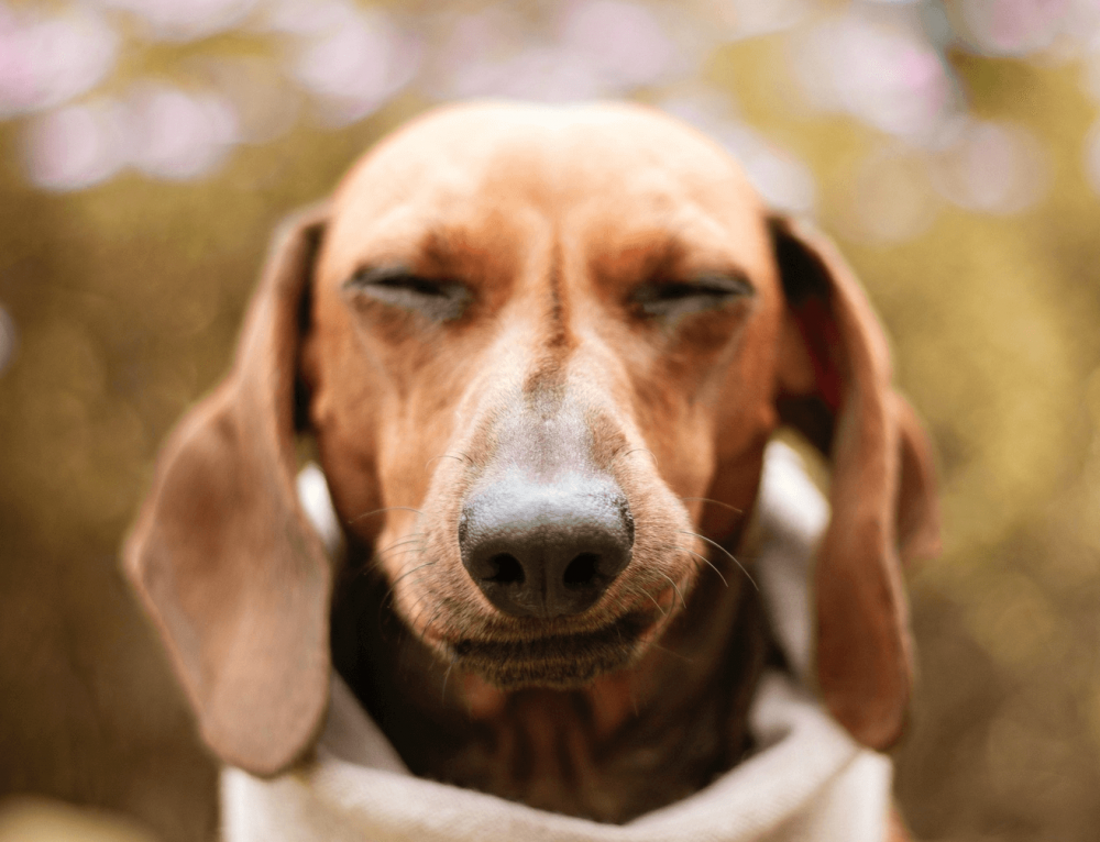 Psoriasis en perros: todo lo que debes saber