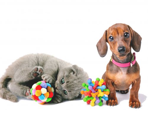 Psoriasis en perros: todo lo que debes saber