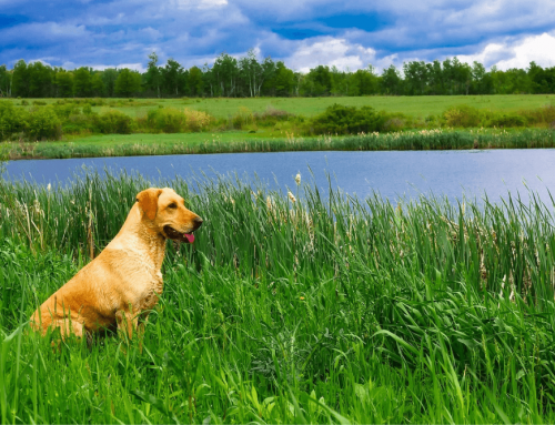 Psoriasis en perros: todo lo que debes saber