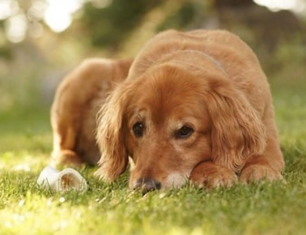 Psoriasis en perros: todo lo que debes saber