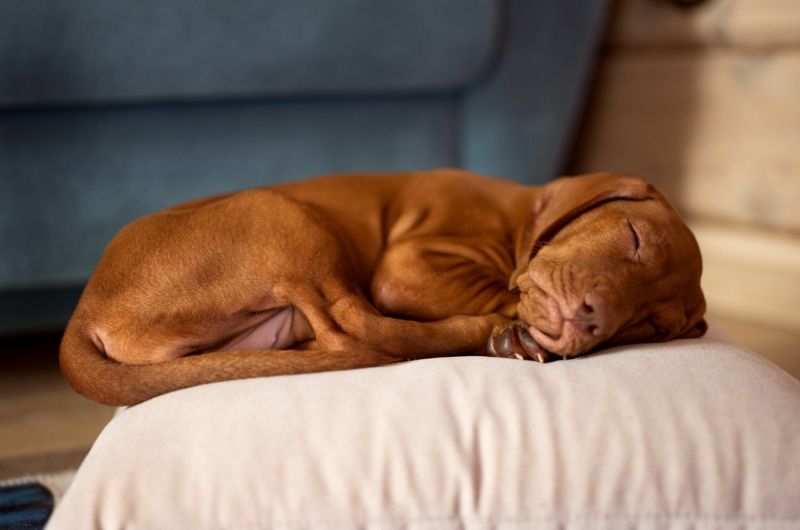 ¿Cuánto es normal que duerma mi perro? - Aon Seguro para Perros y Gatos