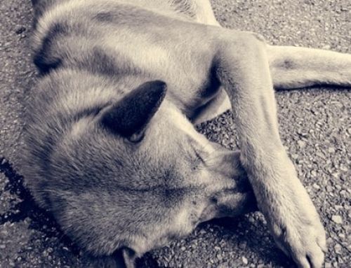 Cómo limpiar las orejas de mi perro - Aon Seguro para Perros y Gatos