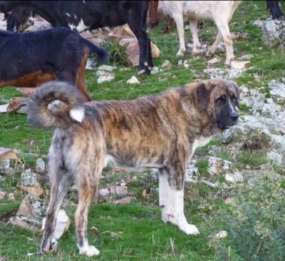 Conoce todo sobre el Mastín Español - Aon Seguro para Perros y Gatos