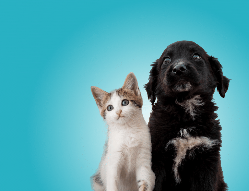 ¿Cómo ven los perros? La visión del perro y sus características - Aon ...